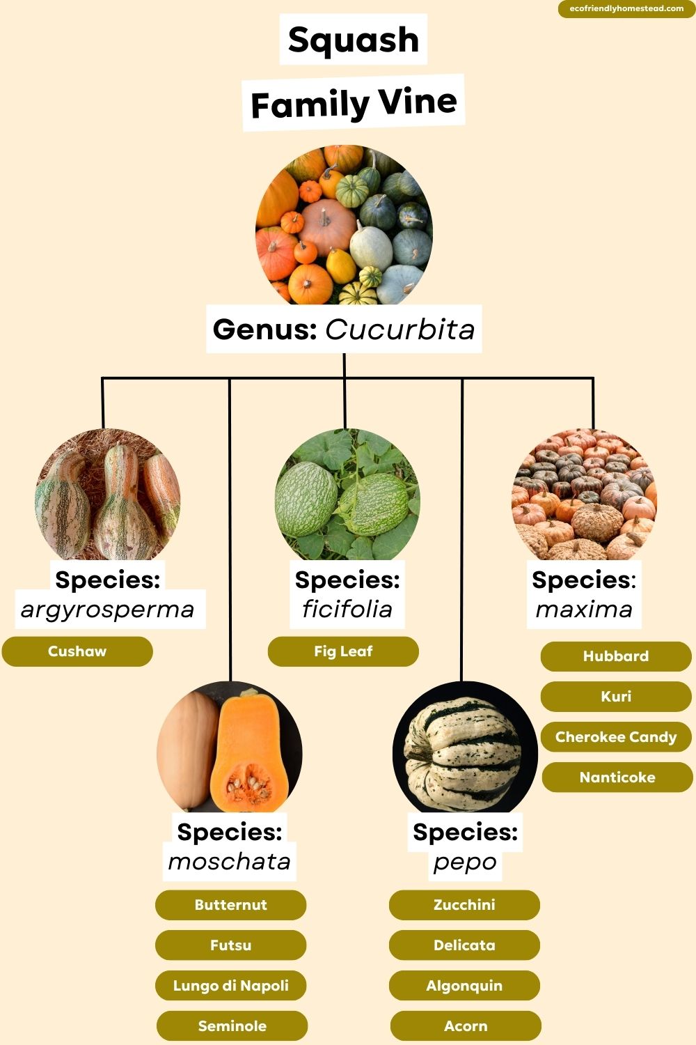Squash Spectrum: The Ultimate Gardener's Guide to Varieties and Traits